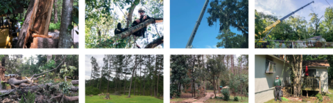 Tree Trimming & Removal Tallahassee, FL | Pro Tree Service
